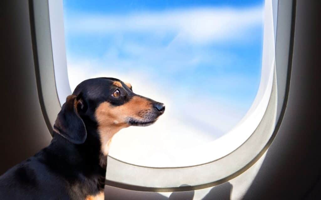 Private Jet Charter With Pets 2026: Top 5 Pet-Friendly Operators + Cost ...